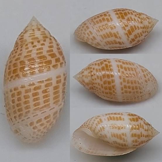 shellauction.net :: Pupa solidula - 3608495