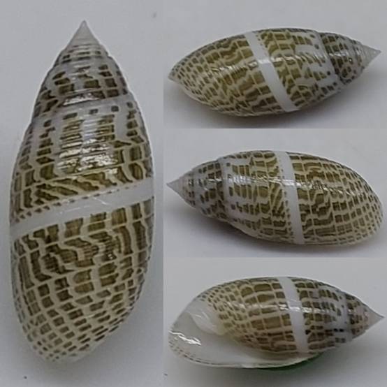 shellauction.net :: Pupa affinis - 3608503