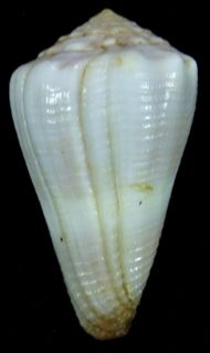shellauction.net :: Conus biliosus parvulus - 3608527