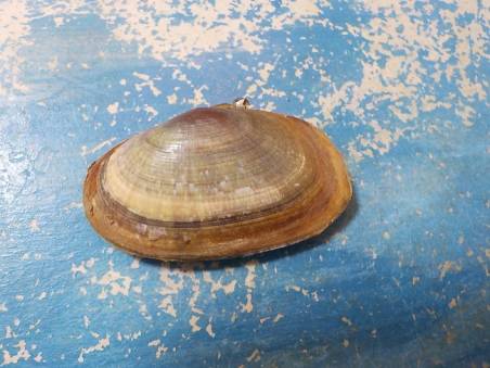 shellauction.net :: Gari depressa - 3608592