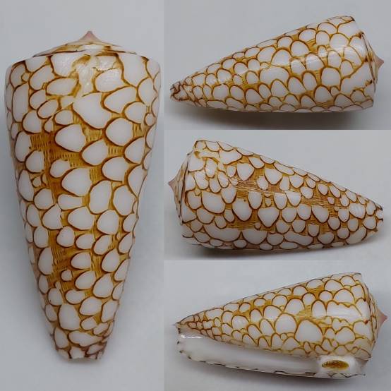 shellauction.net :: Conus nobilis - 3608628