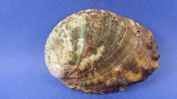 shellauction.net :: Haliotis mariae - 3608680