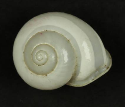 shellauction.net :: Rhynchotrochus species number one - 3608790