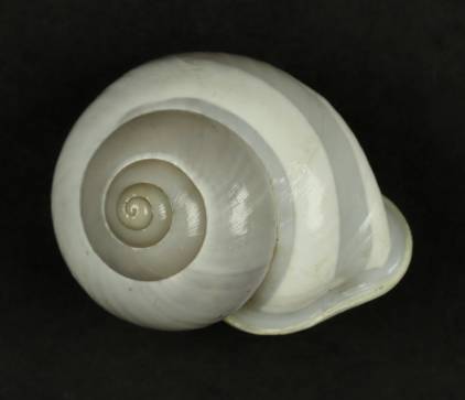 shellauction.net :: Rhynchotrochus species number one - 3608793