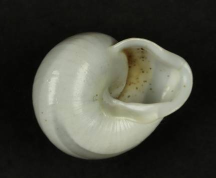 shellauction.net :: Rhynchotrochus species number one - 3608793