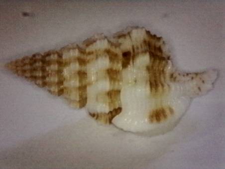 shellauction.net :: Buccinaria species - 3608866