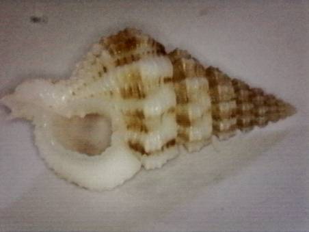 shellauction.net :: Buccinaria species - 3608866