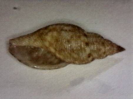 shellauction.net :: Daphnella species - 3608897