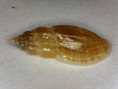 shellauction.net :: Eucithara species - 3608899