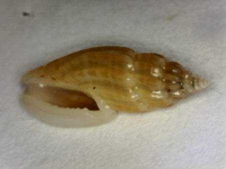 shellauction.net :: Eucithara species - 3608899