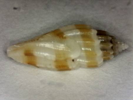shellauction.net :: Eucithara species - 3608900