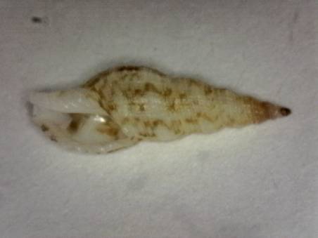 shellauction.net :: Daphnella species - 3608922