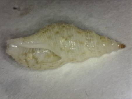 shellauction.net :: Daphnella species - 3608924