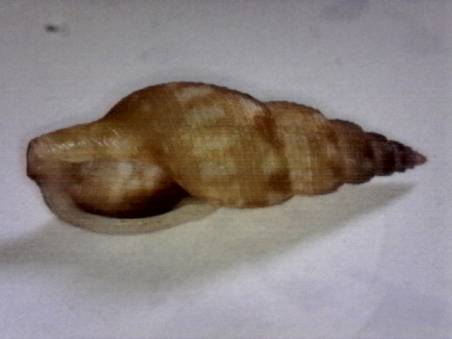 shellauction.net :: Daphnella species - 3608925