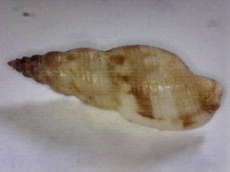 shellauction.net :: Daphnella species - 3608927