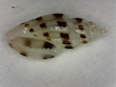 shellauction.net :: Eucithara species - 3608936