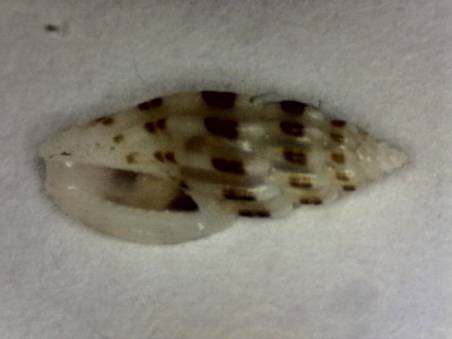 shellauction.net :: Eucithara species - 3608937