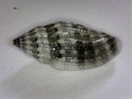 shellauction.net :: Eucithara columbelloides - 3608939