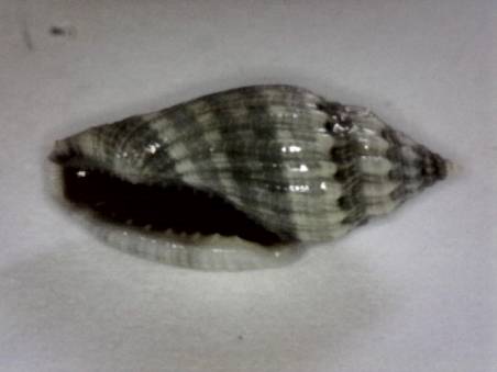 shellauction.net :: Eucithara columbelloides - 3608939