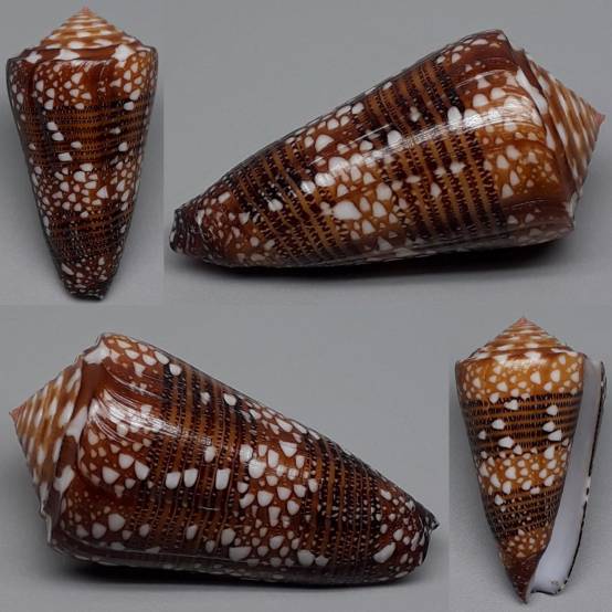 shellauction.net :: Conus nobilis victor - 3608988