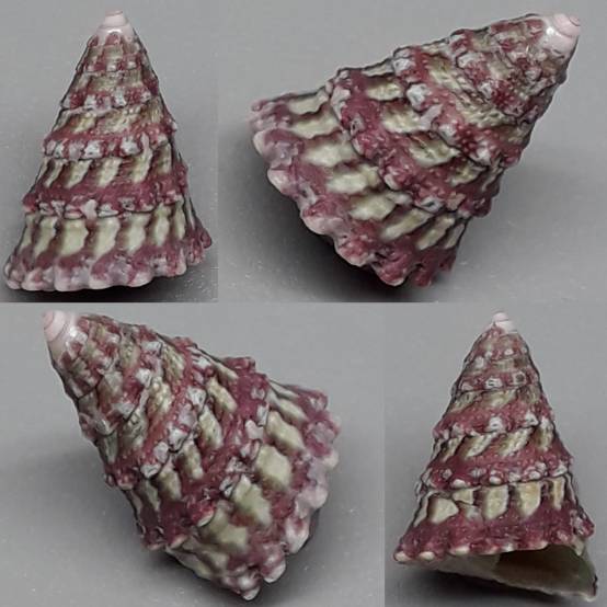 shellauction.net :: Trochus cumingii - 3608990