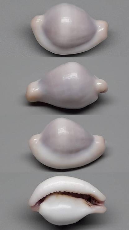 shellauction.net :: Ovula costellata - 3609003