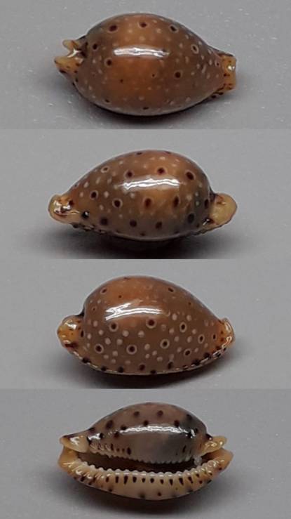 shellauction.net :: Naria beckii - 3609033