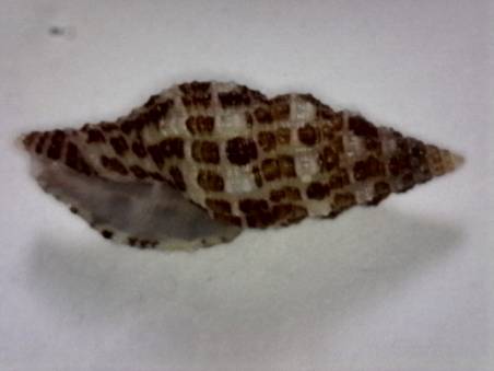 shellauction.net :: Engina species - 3609059