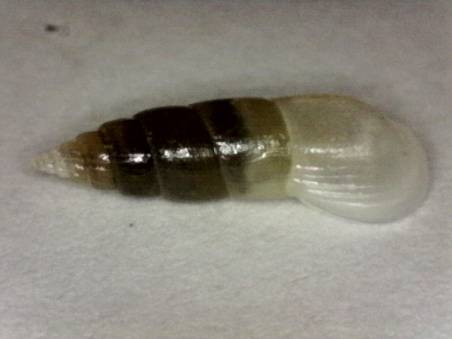 shellauction.net :: Rissoa species - 3609248