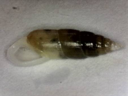 shellauction.net :: Rissoa species - 3609248