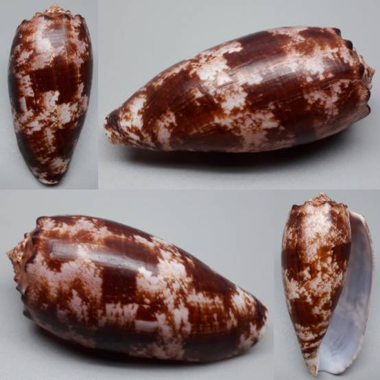 shellauction.net :: Conus geographus - 3609259