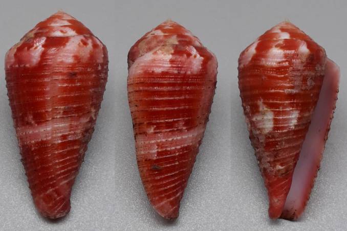 shellauction.net :: Conus pertusus - 3609264