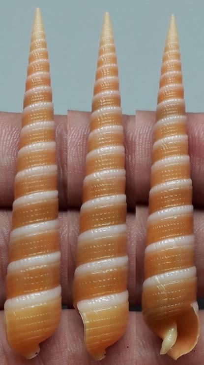 shellauction.net :: Terebra sp. - 3609319