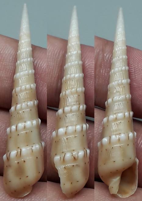 shellauction.net :: Terebra sp. - 3609322