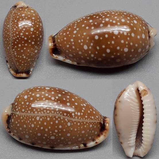 shellauction.net :: Naria labrolineata - 3609373