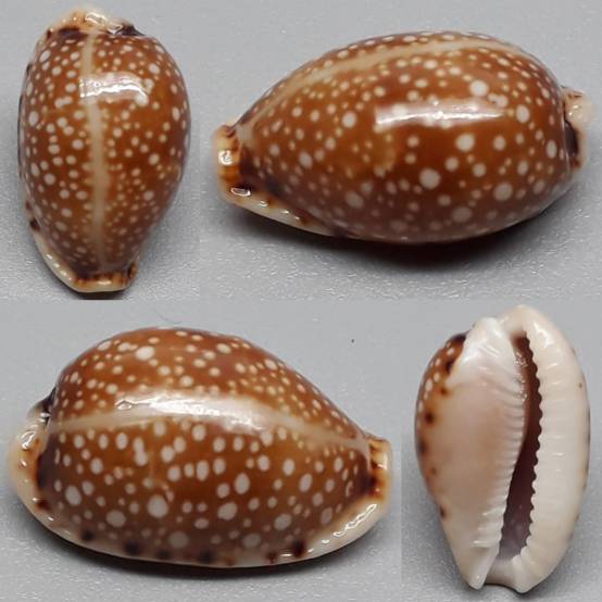 shellauction.net :: Naria labrolineata - 3609379