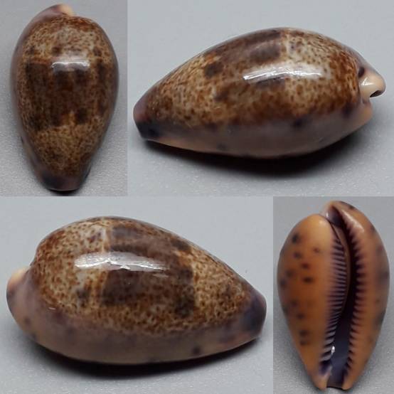 shellauction.net :: Contradusta walkeri - 3609384