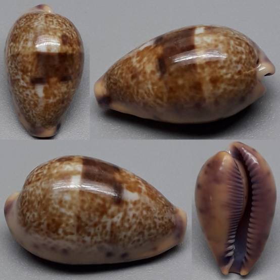 shellauction.net :: Contradusta walkeri - 3609385