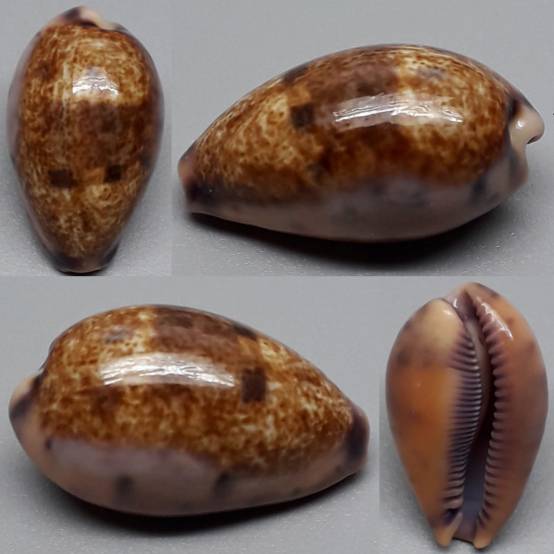 shellauction.net :: Contradusta walkeri - 3609386