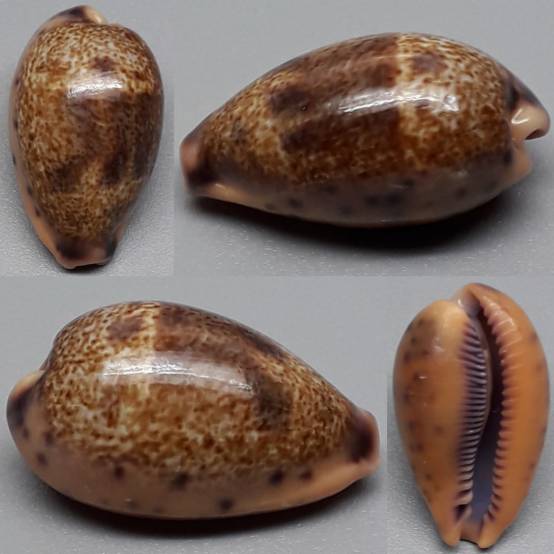 shellauction.net :: Contradusta walkeri - 3609389