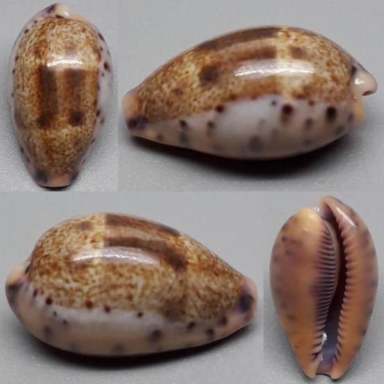 shellauction.net :: Contradusta walkeri - 3609392