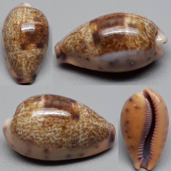 shellauction.net :: Contradusta walkeri - 3609394