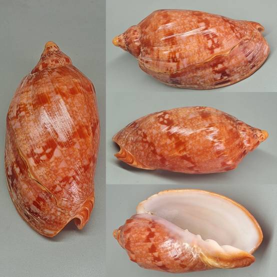 shellauction.net :: Cymbiola innexa - 3609472