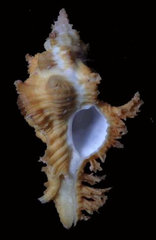 shellauction.net :: Chicoreus crocatus - 3609505