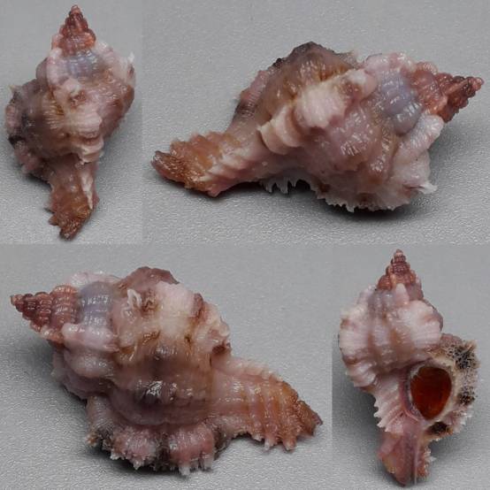 shellauction.net :: Chicoreus sp. - 3609579