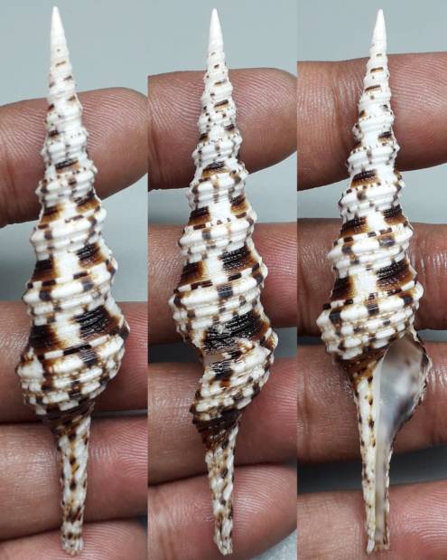 shellauction.net :: Turris spectabilis - 3609608