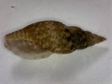 shellauction.net :: Daphnella species - 3609748