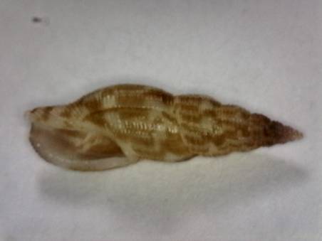 shellauction.net :: Daphnella flammea - 3609758