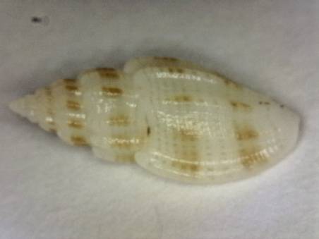 shellauction.net :: Eucithara species - 3609802