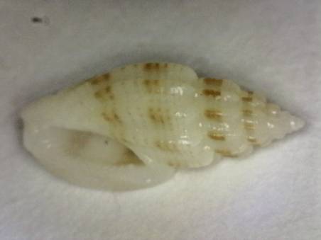 shellauction.net :: Eucithara species - 3609802